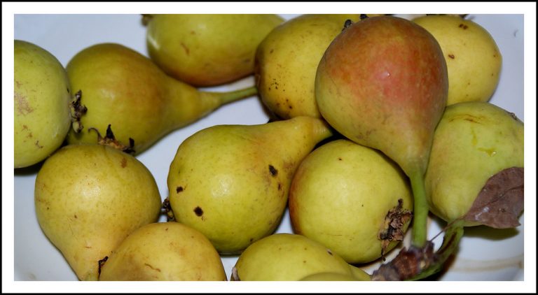 Detti sardi: "Pira cotta pira crua, dognunu a domu sua". Pera matura ...