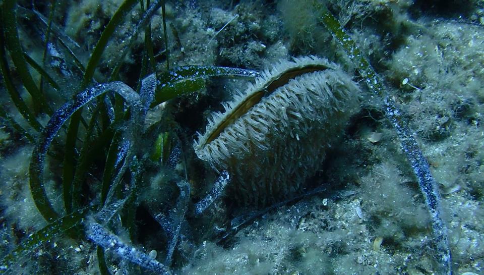 La pinna nobilis, minacciata dall'uomo, prova a riprendersi il mare ...