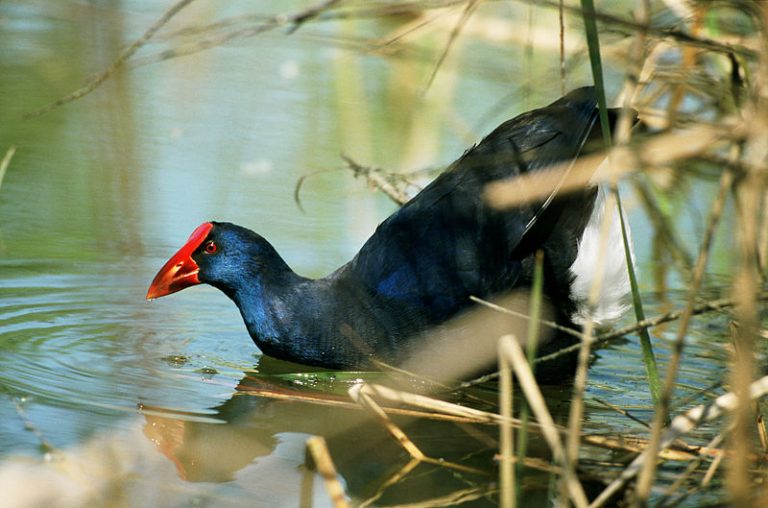 La foto: la triste fine di un raro pollo sultano, investito in viale ...
