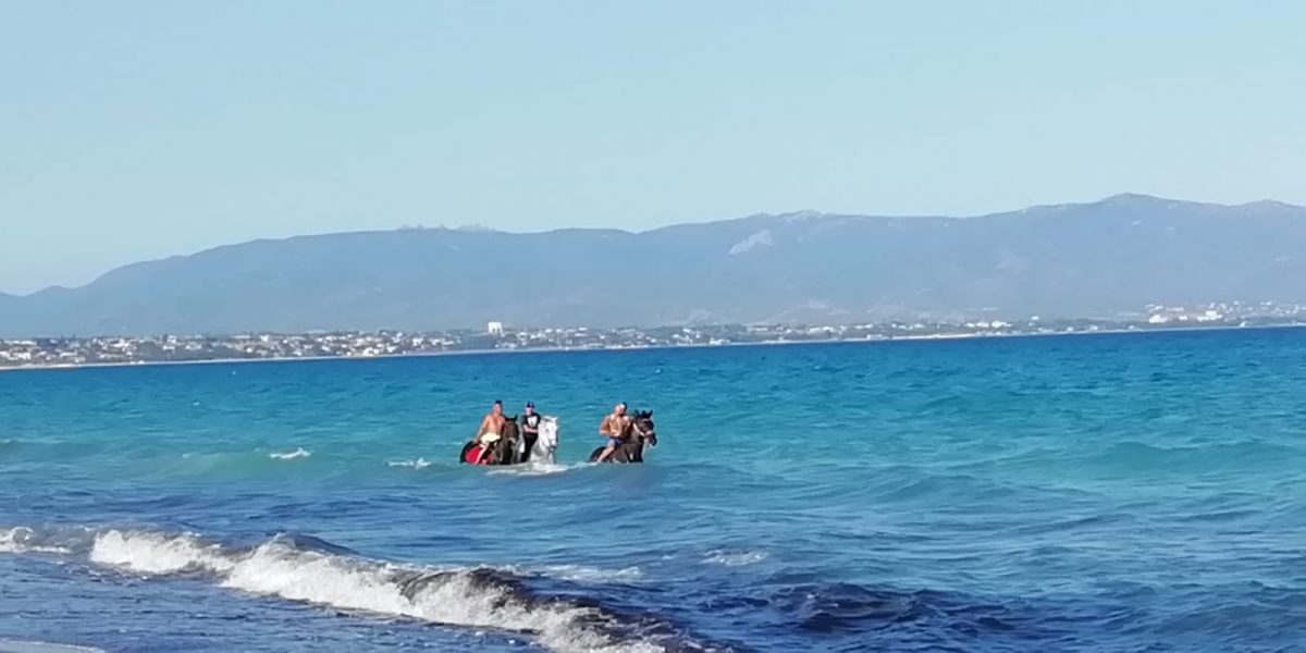 Cagliari. Tre cavalli si fanno il bagno al Poetto | Cagliari - Vistanet