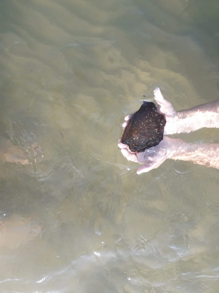 Lepri di mare a Giorgino: nel video l'affascinante “volo” di un ...