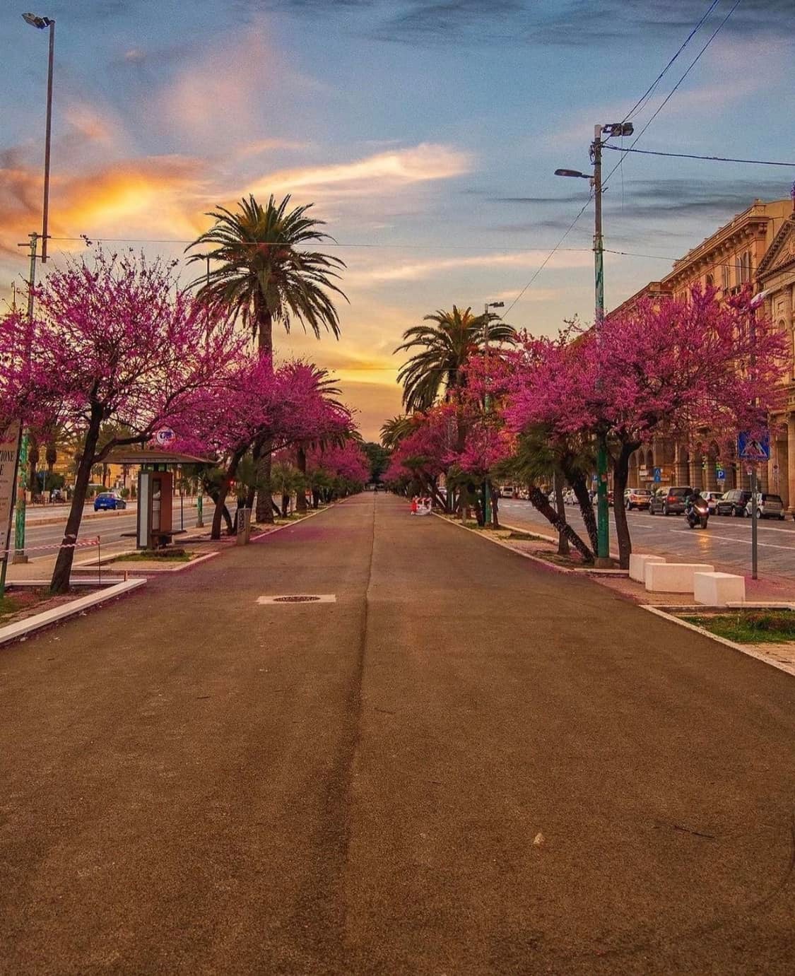 Perché l'albero di Giuda si chiama così?