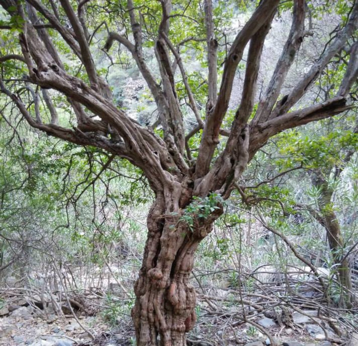 Una delle piante di mirto più grandi della Sardegna