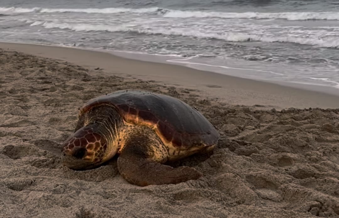 (Poetto: caretta caretta depone le uova all'alba | Cagliari - Vistanet