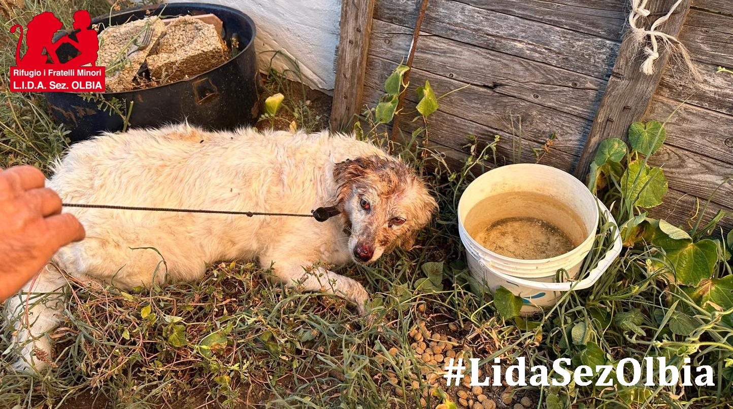 Le hanno dato picconata in testa, cane Amelia | Cagliari - Vistanet