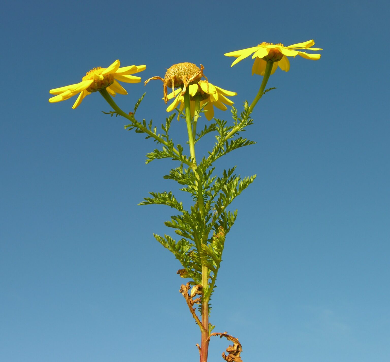 Caraganzu, fiore più pop(olare) della Sardegna | Cagliari - Vistanet