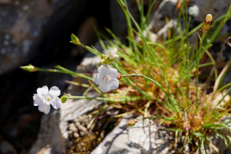 Il garofanino sardo, endemico della nostra Isola | Cagliari - Vistanet