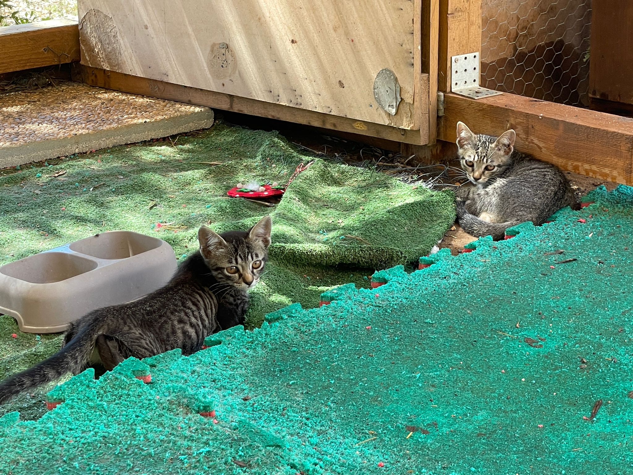 Gattini in cerca di casa | Cagliari - Vistanet