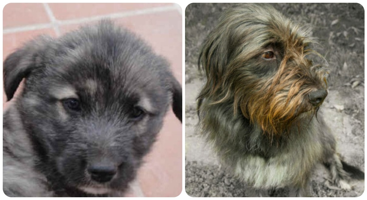 Il cane Fonnese viveva a già in epoca nuragica