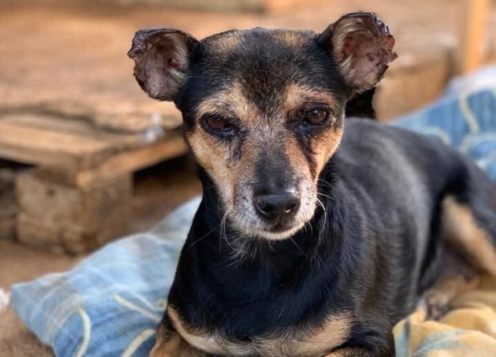Arrivata al rifugio con il corpicino ricoperto di piaghe, dopo 3 anni ...