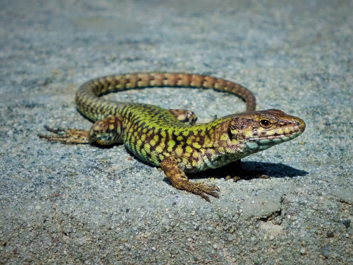 Come si dice lucertola in sardo?