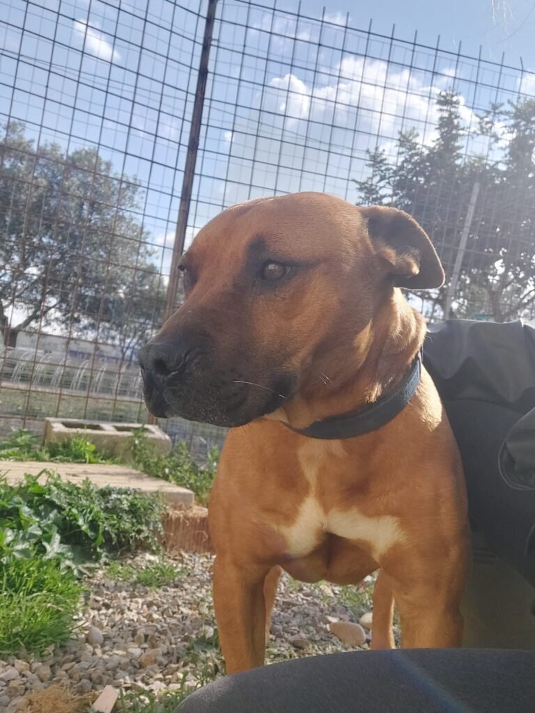 Hunter, il cane sempre triste: patisce moltissimo il canile e in tanti ...