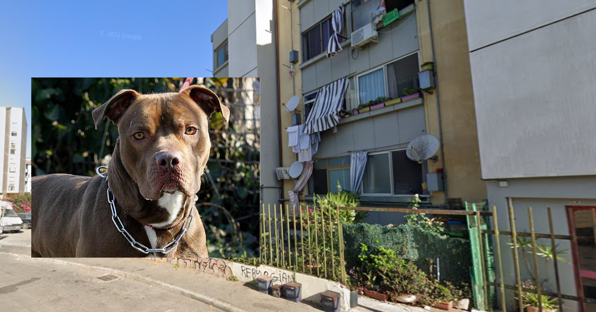 Viveva con 13 pitbull in casa: donna aggredita dai suoi cani, tragedia ...