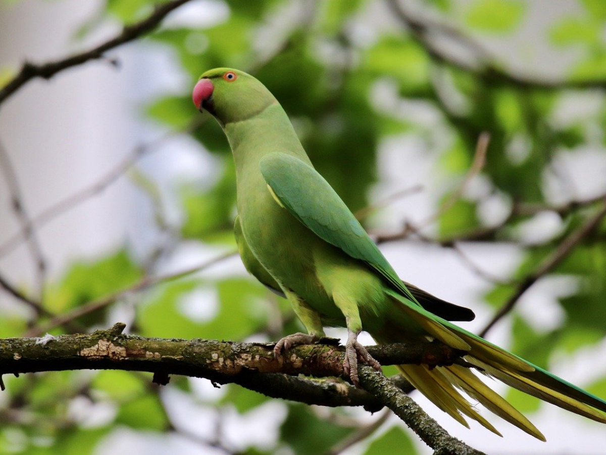 Come sono arrivati questi animali a Milano?
