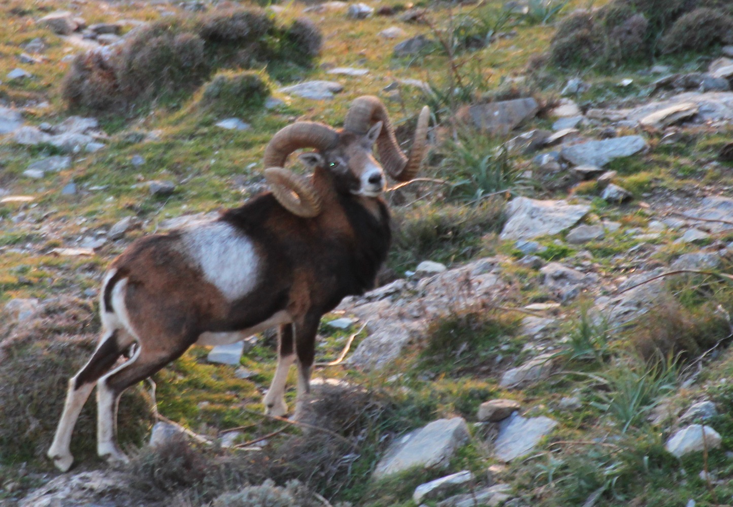 Il muflone di Monte Orguda vigila su Villagrande | Ogliastra - Vistanet