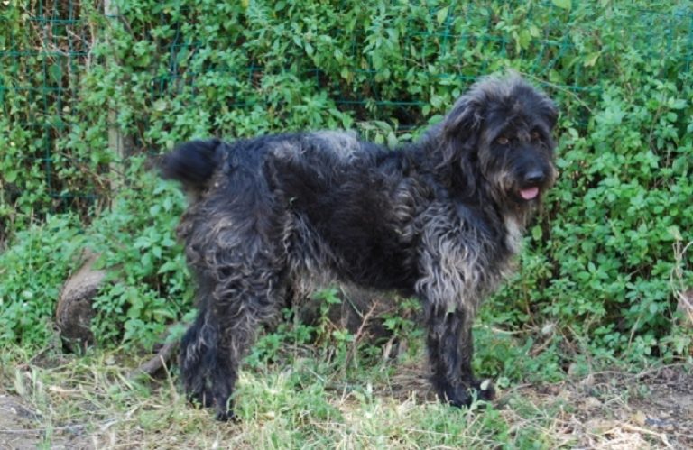 Curiosità. Il cane Fonnese è l’unica razza canina sarda riconosciuta ...