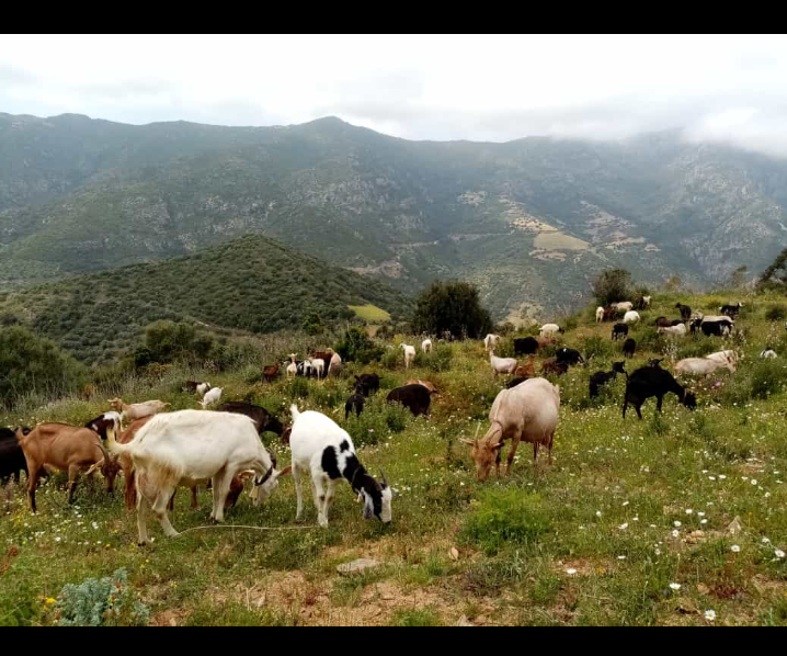 Capre al pascolo a Lanusei nello scatto di Micheli | Ogliastra - Vistanet