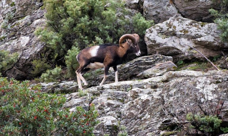Il muflone: animale tra i più belli della Sardegna | Ogliastra - Vistanet