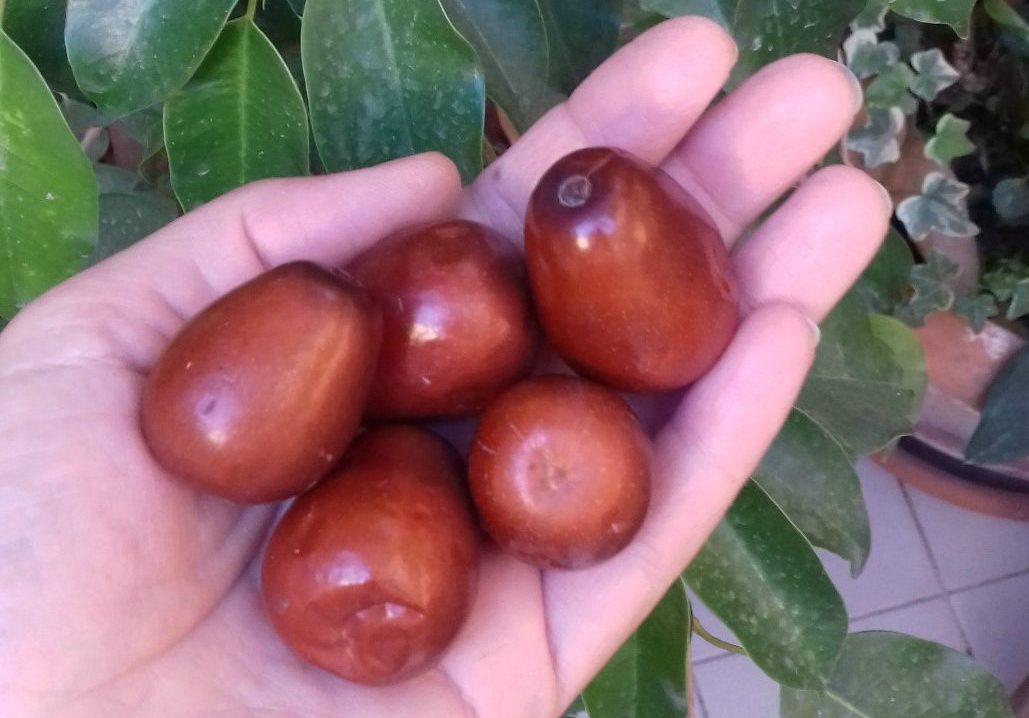 Salute e bellezza: le proprietà della giuggiola | Ogliastra - Vistanet