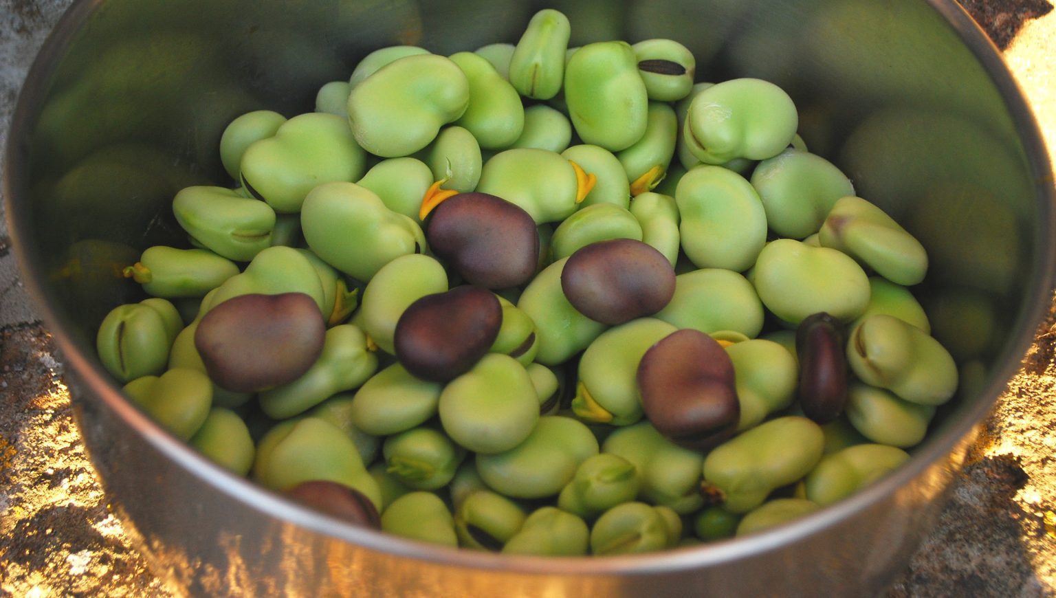 Le fave: sapevate che sono i legumi più coltivati in Sardegna ...