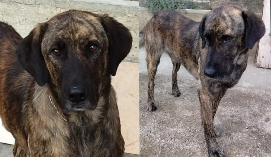 La "Carta de Logu" tutelava l'antico cane sardo | Ogliastra - Vistanet