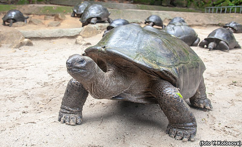 In Sardegna viveva in passato la testuggine gigante | Ogliastra - Vistanet