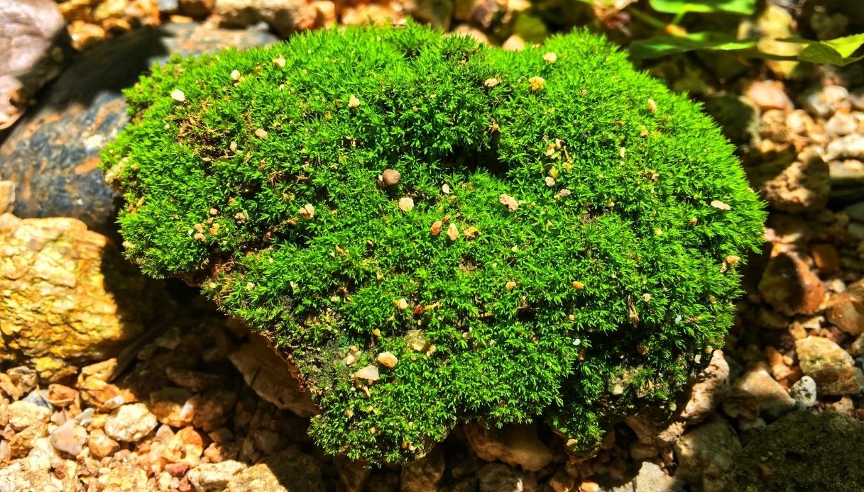 Detti sardi: “Pedra roddulana non ponet lana” | Ogliastra - Vistanet