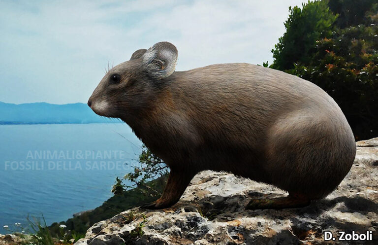 In Sardegna un tempo c’era il prolago sardo | Ogliastra - Vistanet