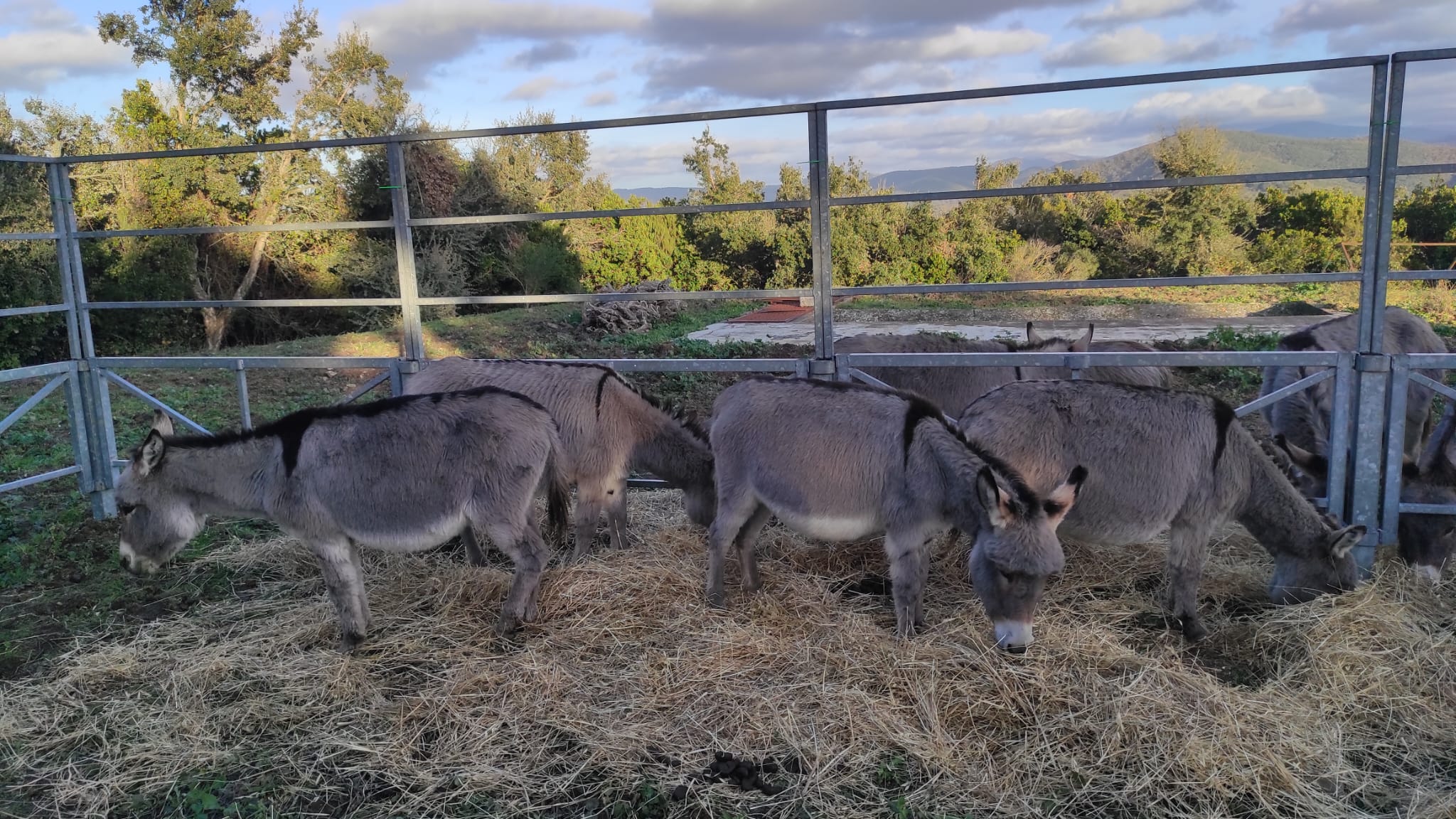 Conoscete il Parco dell'asino sardo? | Ogliastra - Vistanet