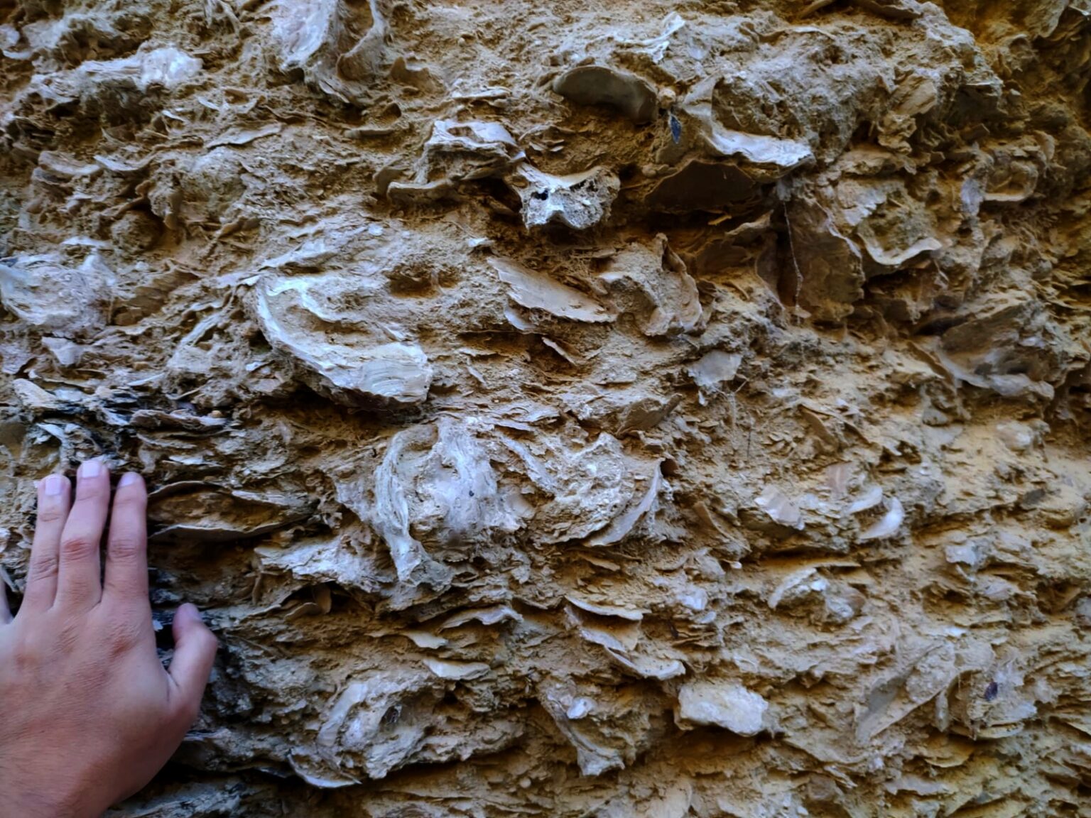 Ostriche fossili di 20 milioni di anni fa| Ogliastra - Vistanet