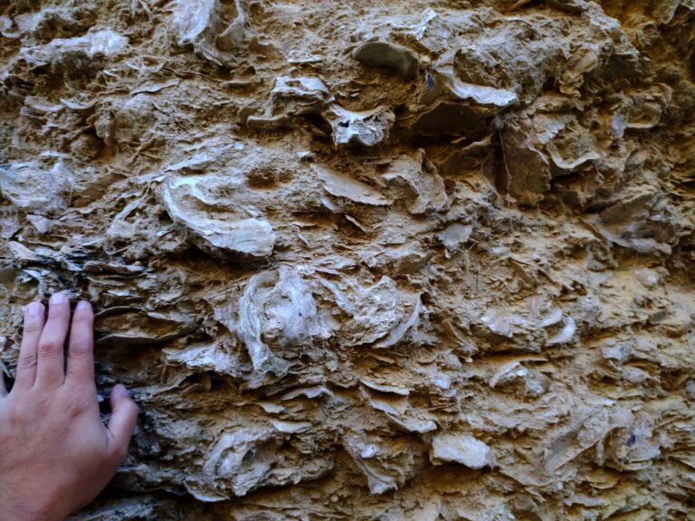 Ostriche fossili di 20 milioni di anni fa| Ogliastra - Vistanet