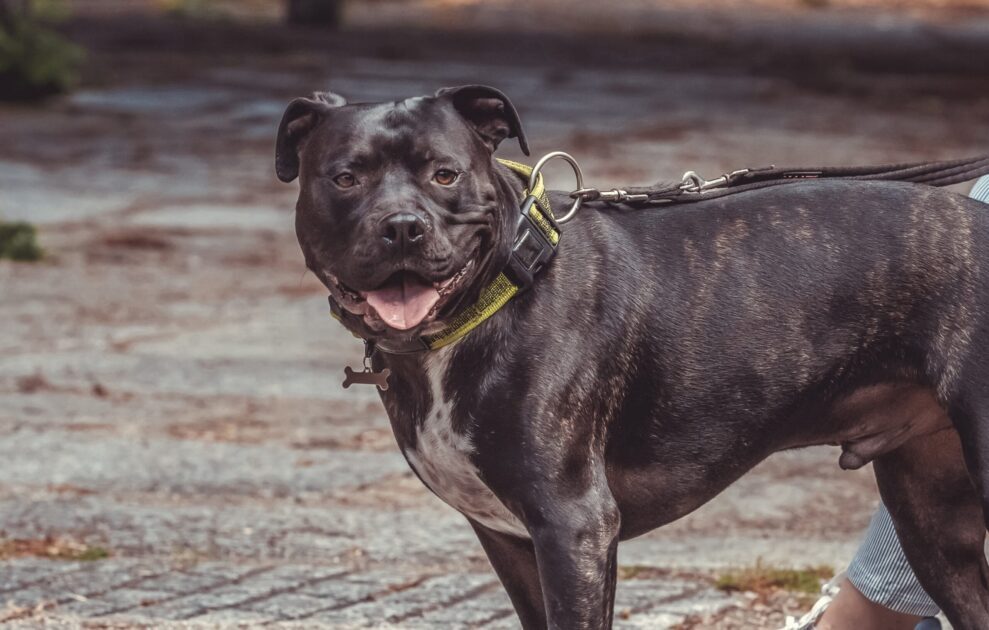 Ferisce un cane con una motosega a Tortolì | Ogliastra - Vistanet