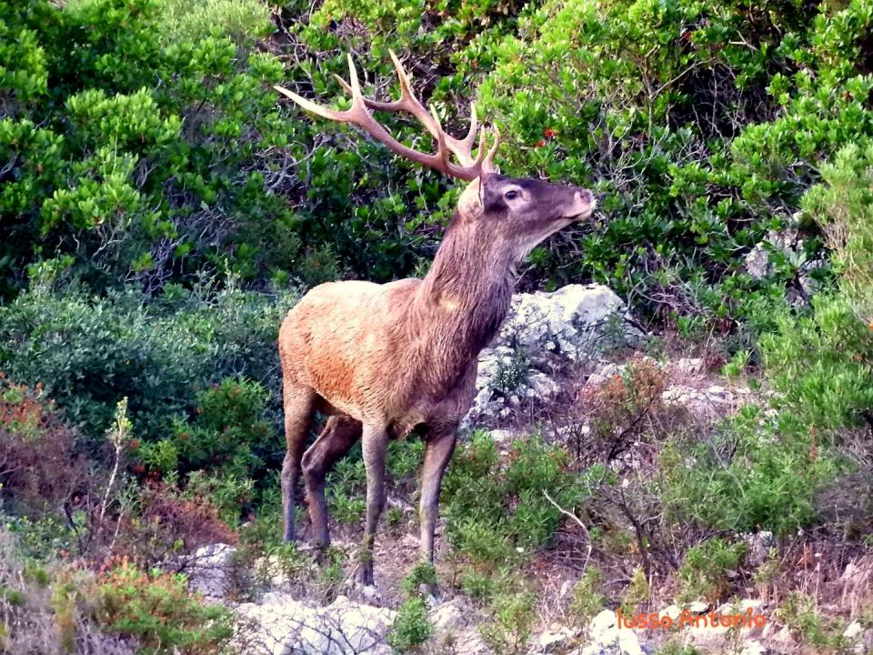 Il cervo sardo: storia del salvataggio di uno degli animali più ...