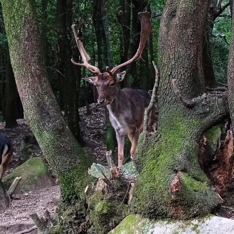 (FOTO) I maestosi ed eleganti daini sardi immortalati nei boschi di ...