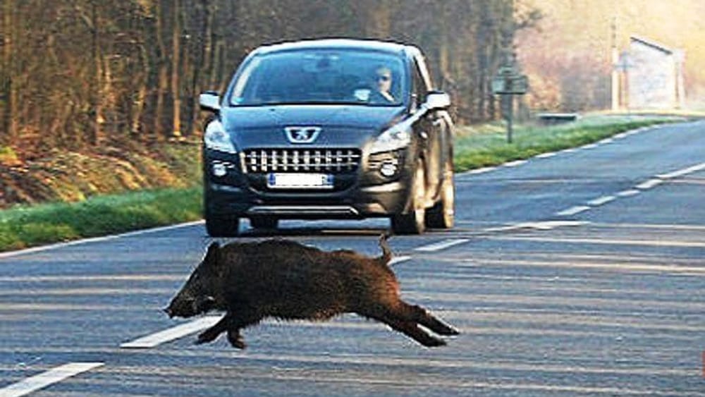 Cinghiali in mezzo alla strada: due persone perdono la vita in un incidente | Vistanet