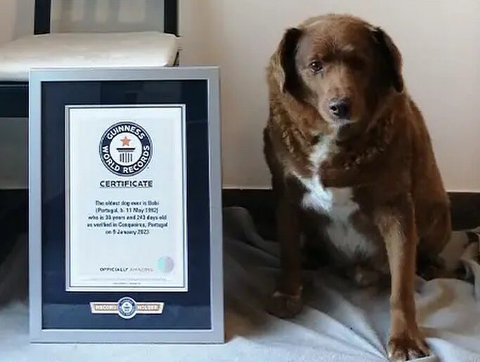 È morto Bobi, il cane più anziano del mondo | Vistanet
