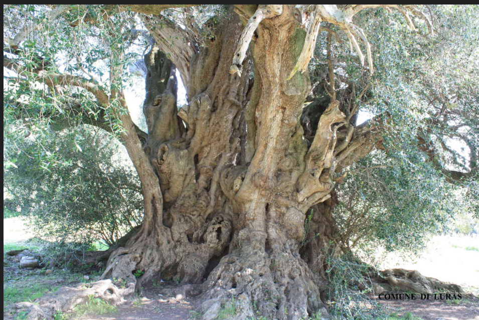 Ogiastru de Luras: una prenda millenària de sa Sardigna | Vistanet